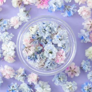 【小分け】かすみ草 つぼみ ケース入り 全14色 レジン封入花材 | クロッチャショップ