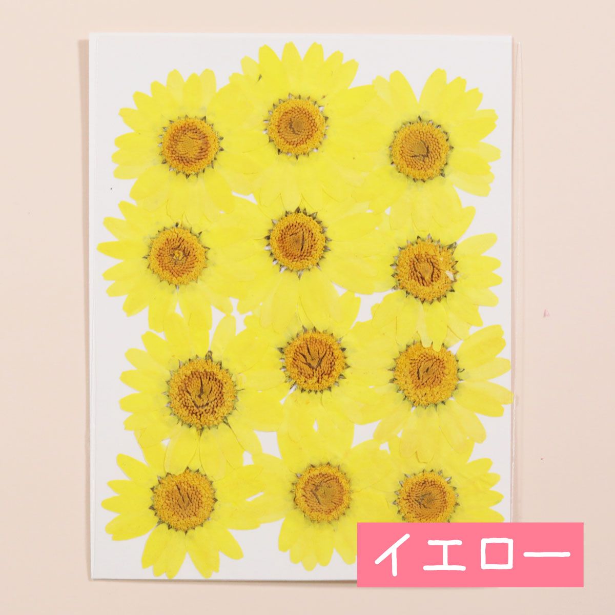 【台紙シート】押し花 ノースポール ドライフラワー 12枚入り | クロッチャショップ