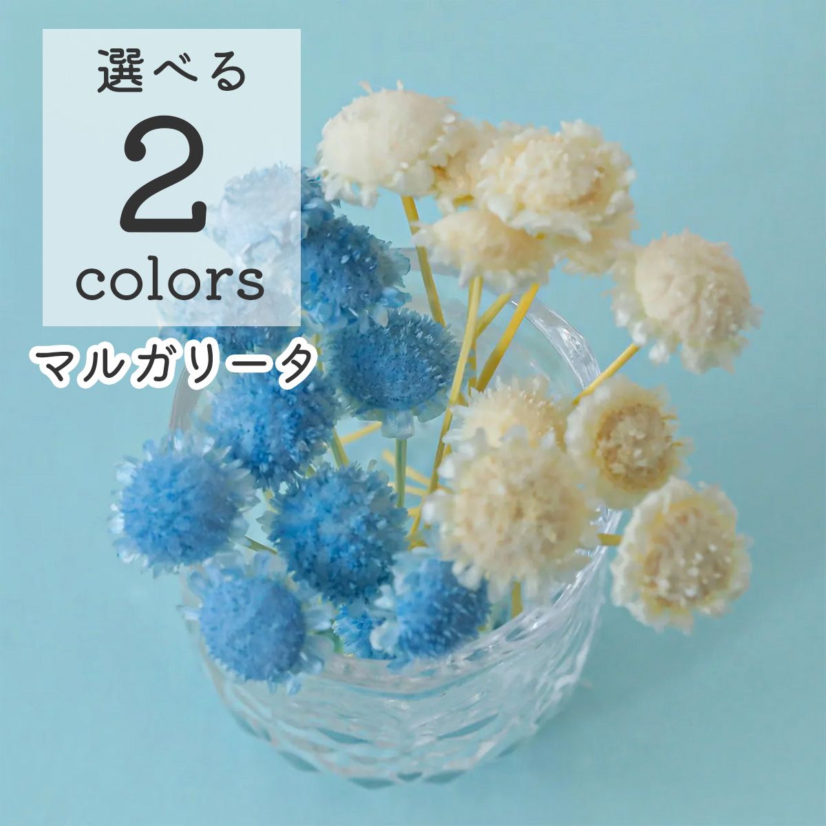 定期会員お得割商品一覧 | クロッチャショップ