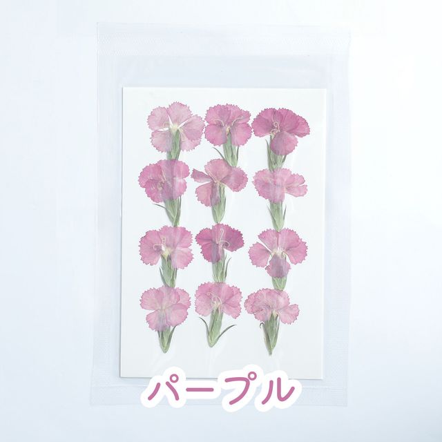 押し花 素材 ドライフラワー カーネーション 小花 葉付 12枚 2色 | クロッチャショップ